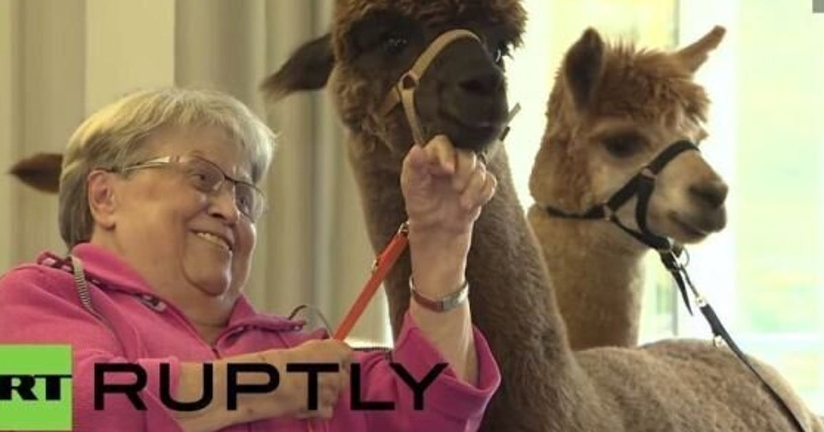 Alpaca Therapy For Elders In Germany Is Absolutely Adorable (VIDEO ...
