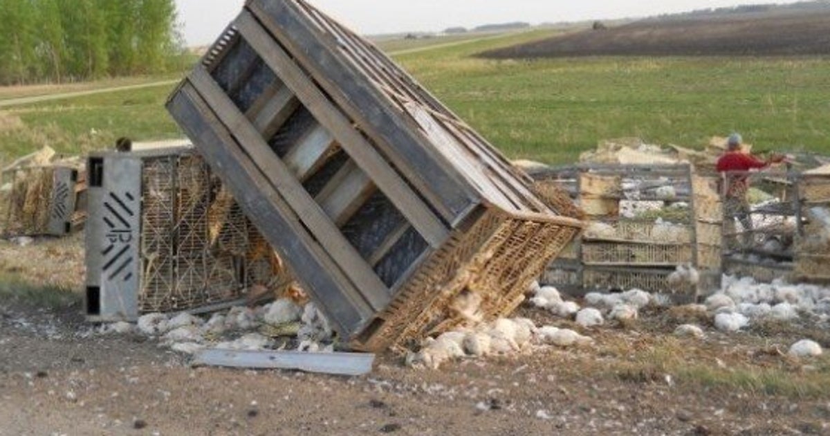 PETA Wants Roadside Memorial For Dead Saskatchewan Chickens | HuffPost ...