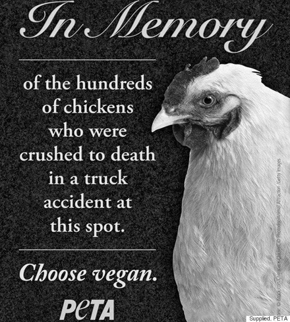 PETA Wants Roadside Memorial For Dead Saskatchewan Chickens | HuffPost ...