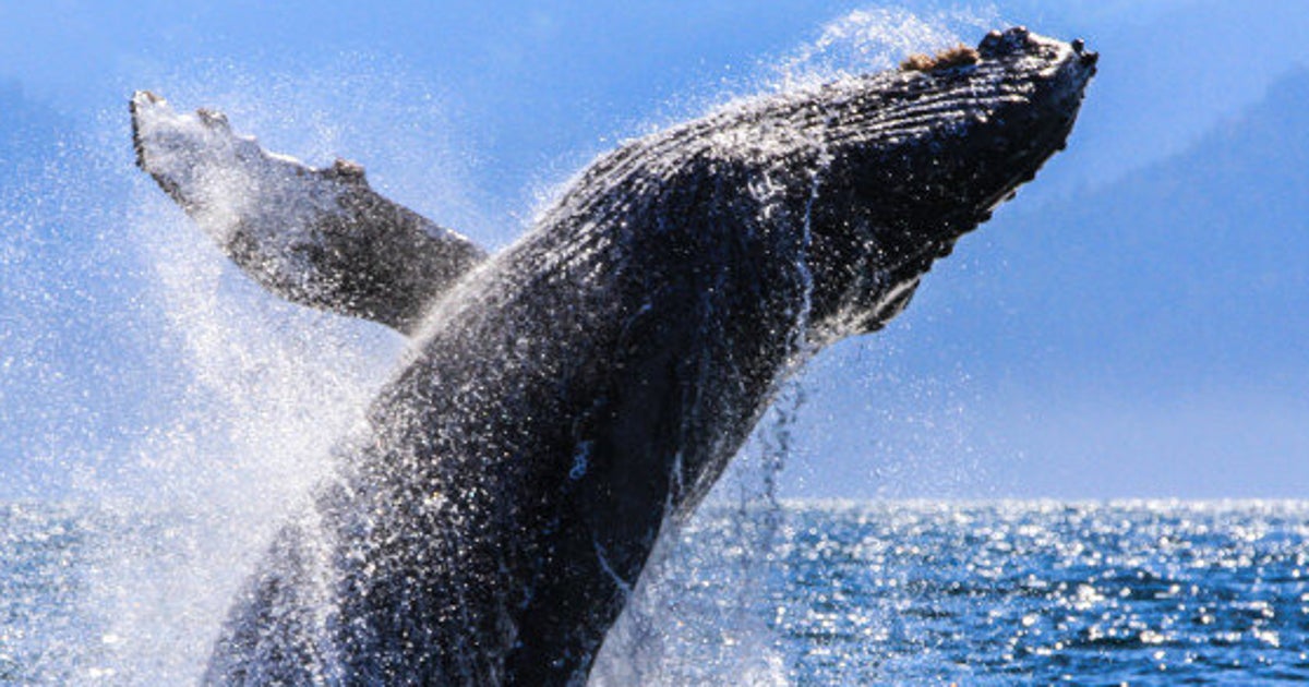 Humpback Whale Removed From 'Threatened' Species List | HuffPost ...