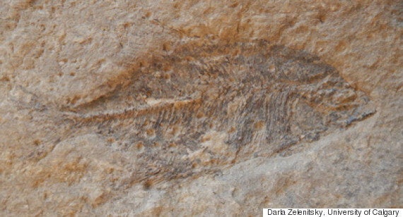 Alberta Creationist Finds 60-Million-Year-Old Fossils | HuffPost Alberta