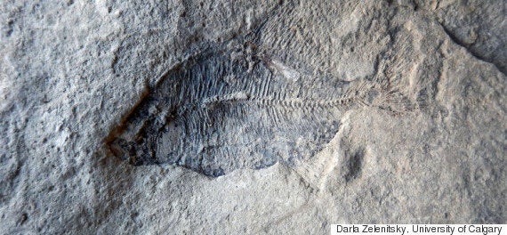 Alberta Creationist Finds 60-Million-Year-Old Fossils | HuffPost Alberta