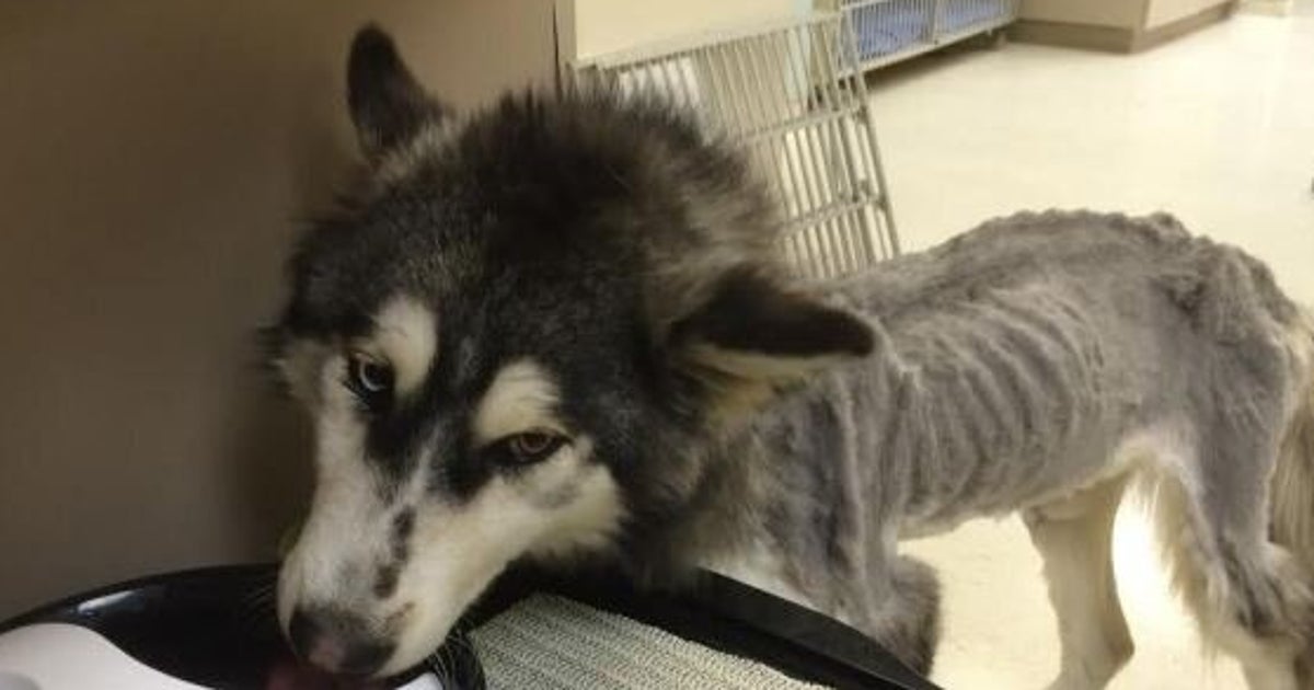 Starving Husky Ate Gravel To Survive: BC SPCA | HuffPost British Columbia