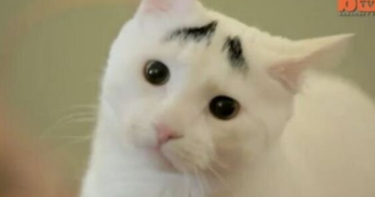 Sam The Cat Has Eyebrows And 150,000 Instagram Followers | HuffPost Life