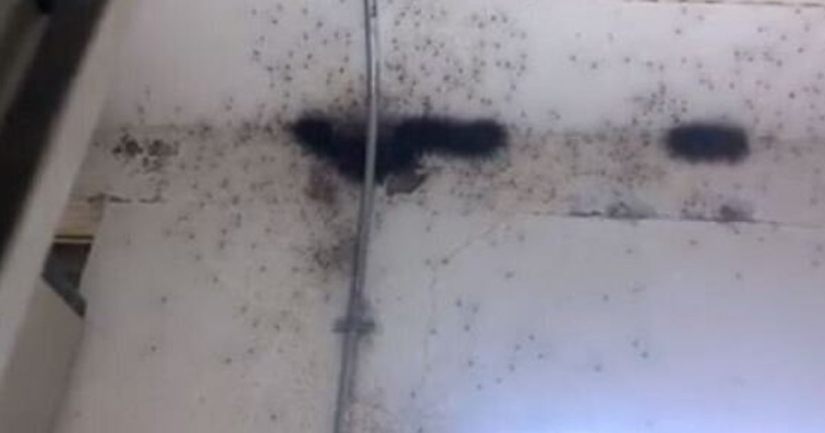 Spider-Like Critters Fall From The Ceiling And It's Horrendous ...