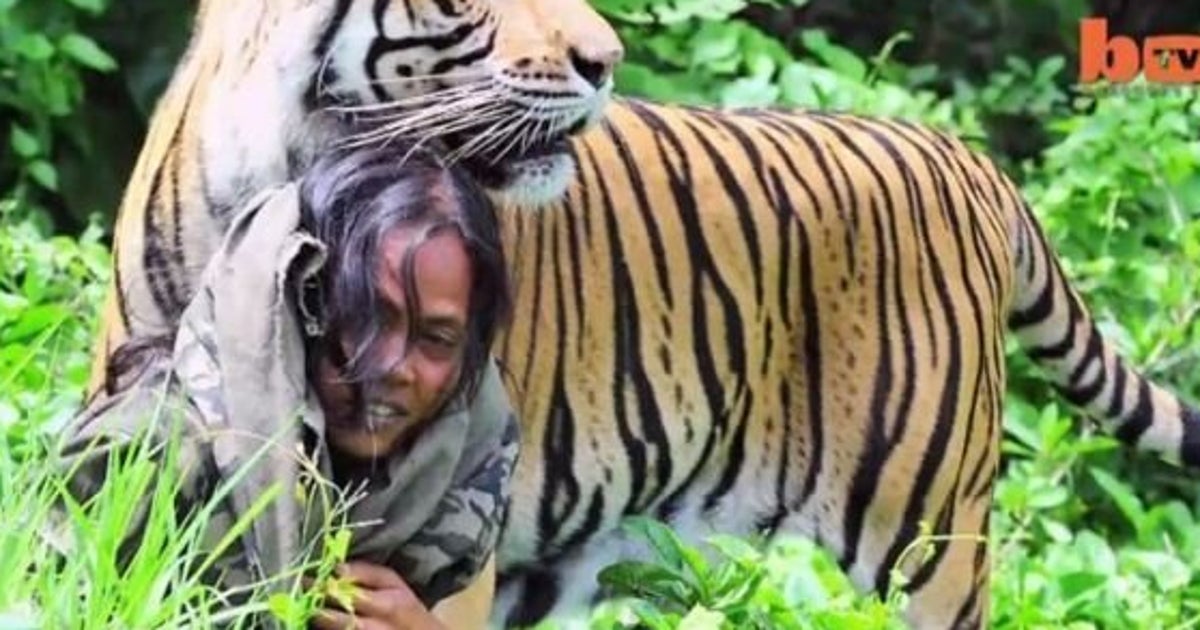 Indonesian Man Is Still Best Friends With Bengal Tiger (VIDEO ...