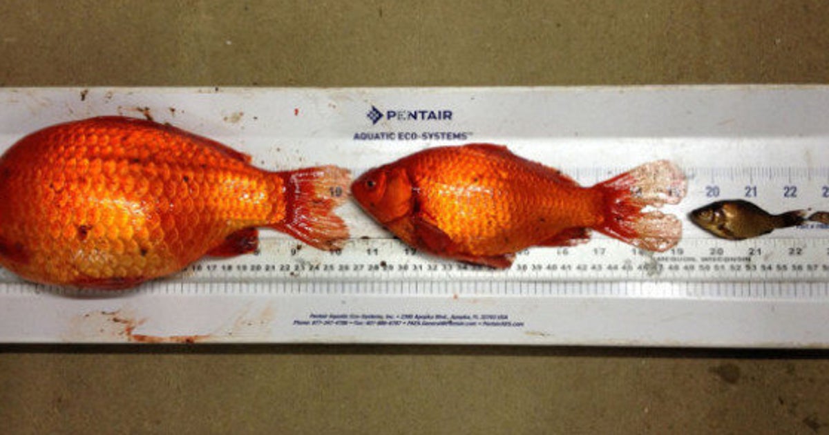 Goldfish The Size Of Dinner Plates Showing Up In Alberta Waterways ...