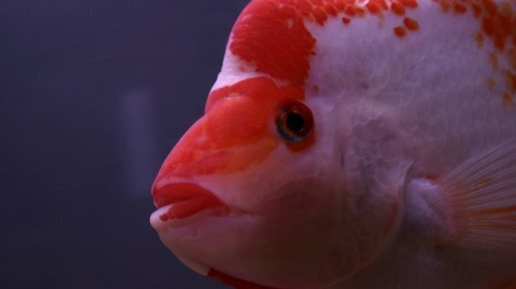 Female Midas Cichlid