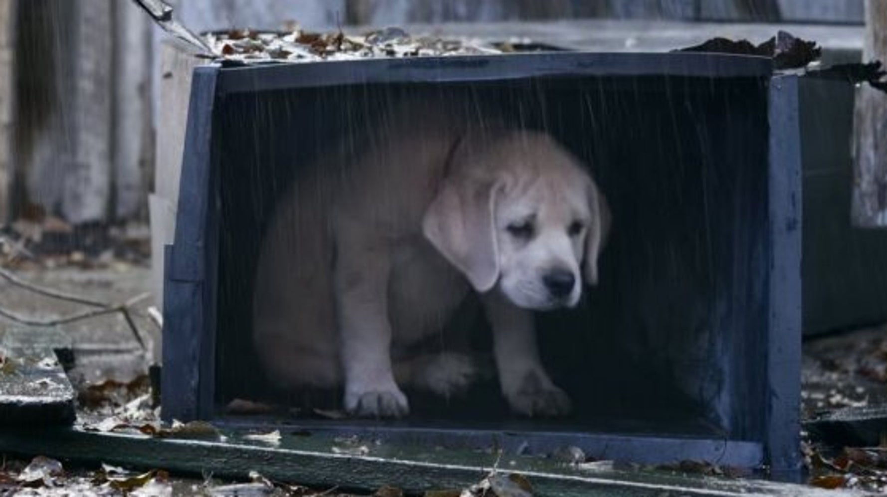 Budweiser's Super Bowl 2015 'Lost Dog' Commercial Is 60 Seconds Of Pure ...