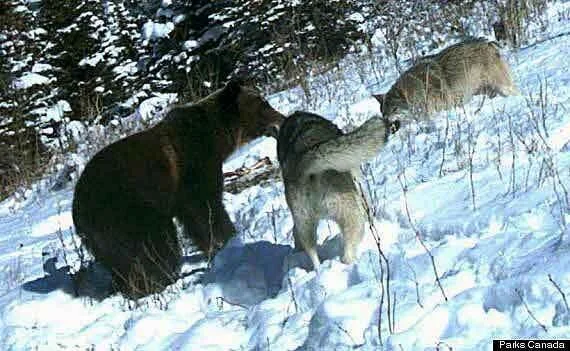 Wolf Vs Bear Fight