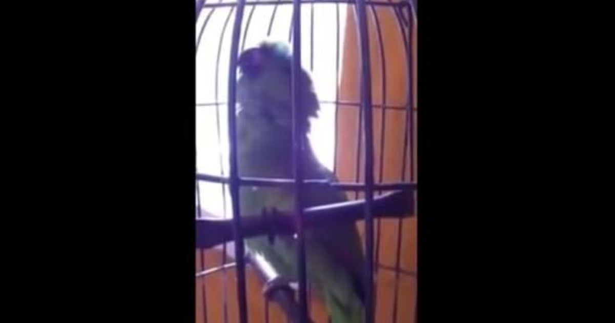 Parrot Imitates Crying Baby, We Can't Tell The Difference Between The ...