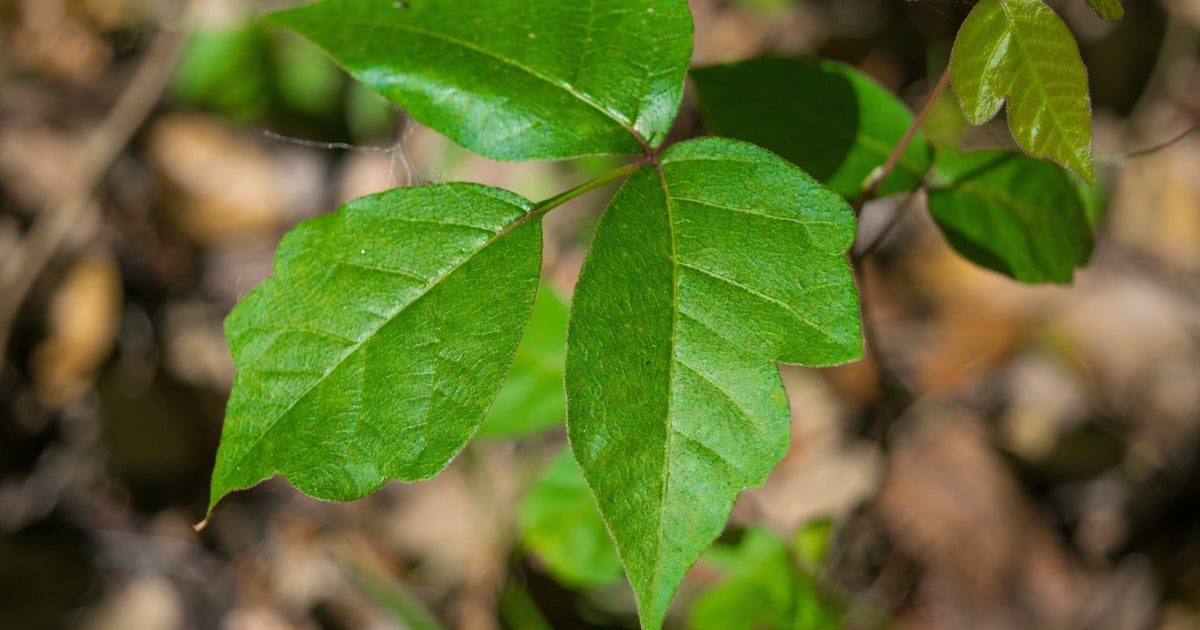 What To Do If Your Child Touches Poison Ivy | HuffPost Parents