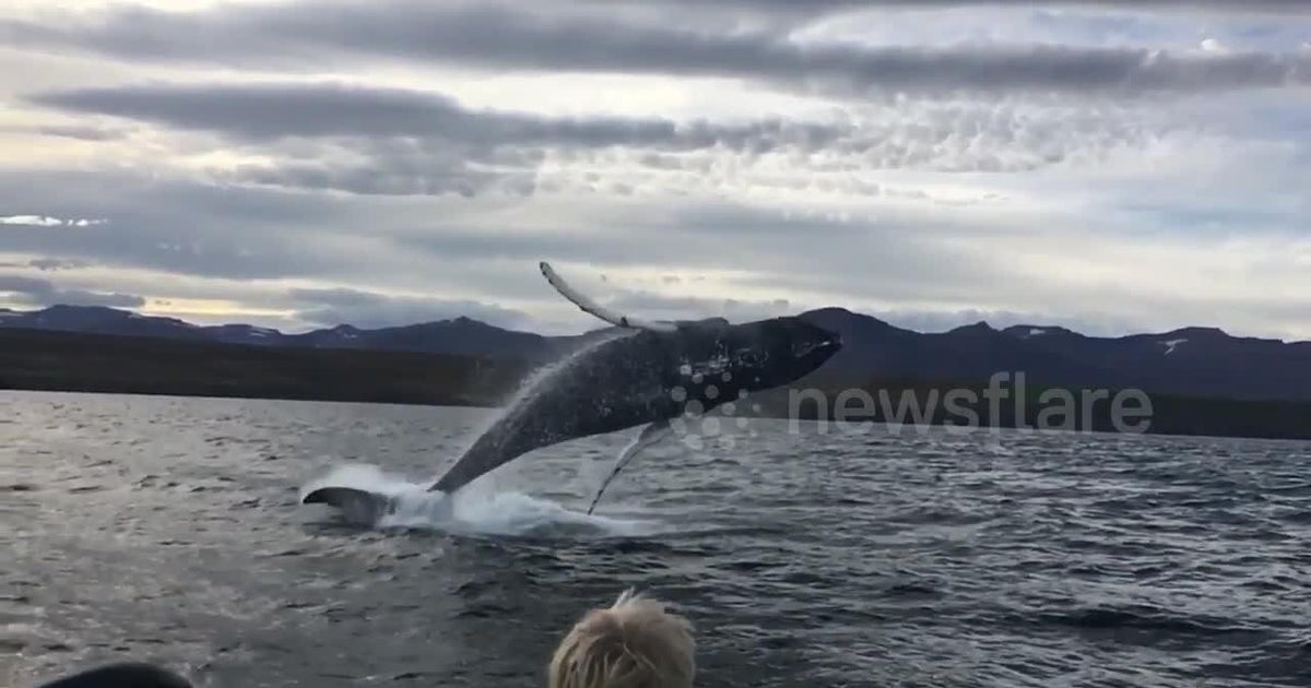 'Flying' Humpback Whale Impresses Kids During Birthday Party In Iceland ...