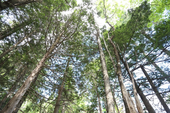 How Canadians Can Lead The World In Forest Conservation | HuffPost News