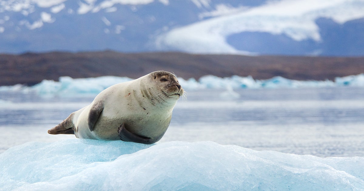 An Inuk Boy Who Caught A Seal With His Hockey Stick Is Peak Canada ...