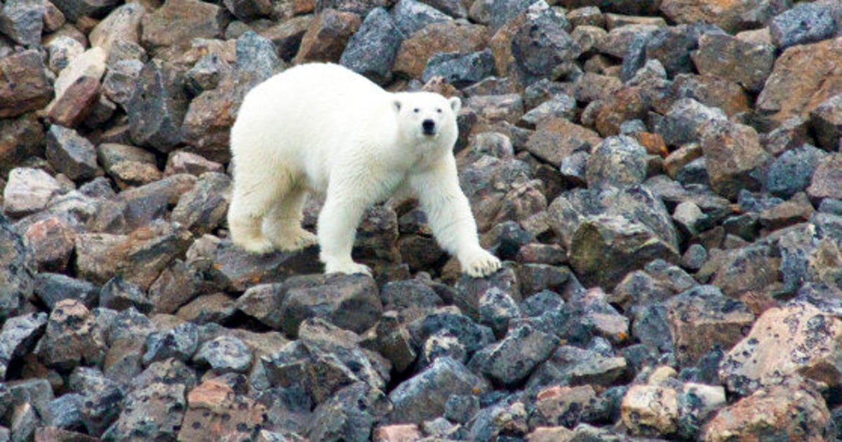 Polar Bears Wreck Halloween Trick-Or-Treating For Nunavut Hamlet ...