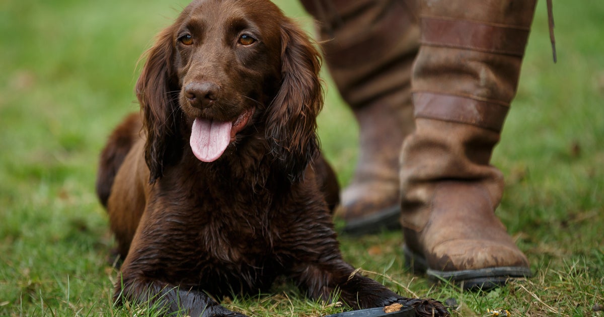 We Benefit From Animal Labour, So Let's Start Treating Them As Workers ...