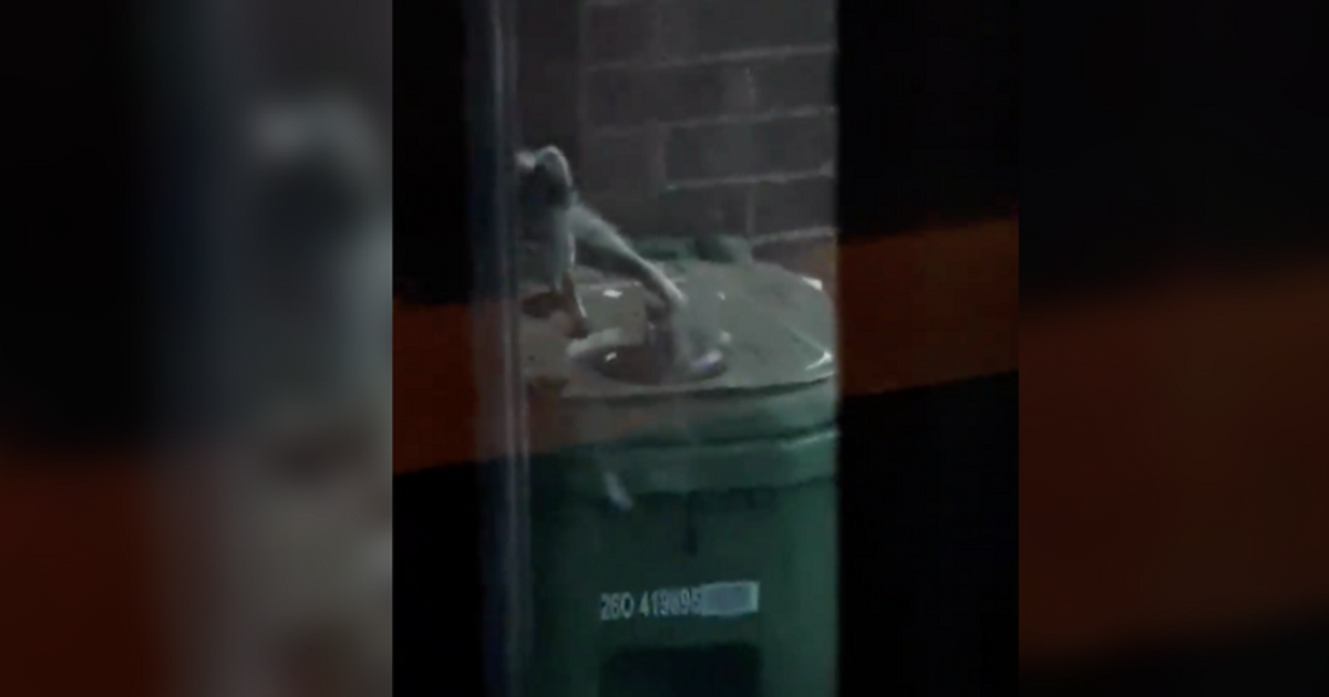 The Uprising Starts With Toronto Raccoon Opening Locked Compost Bin ...