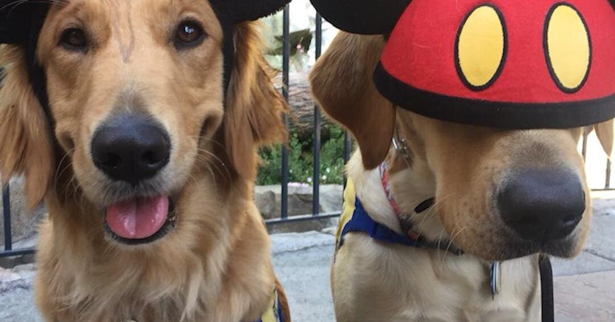 Service Dogs' Disneyland Trip Is Simply Magical | HuffPost Life