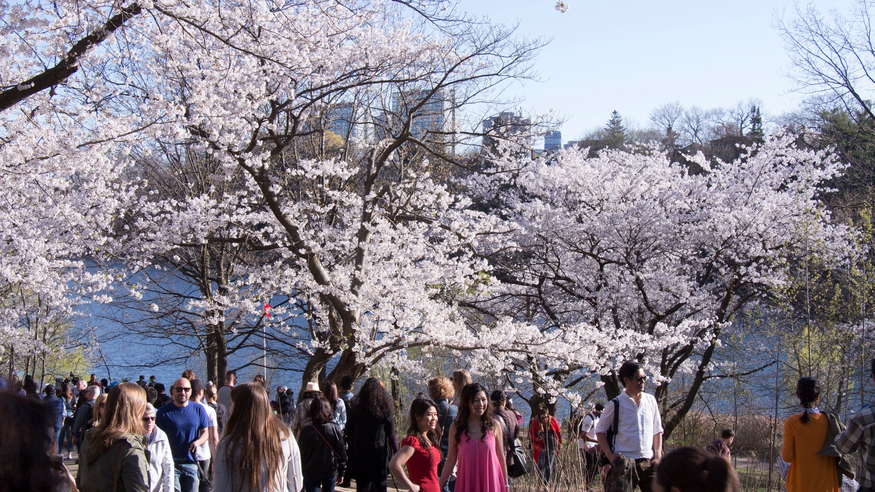 Cherry Blossom Madness Hits Toronto And People Are Losing It | HuffPost ...