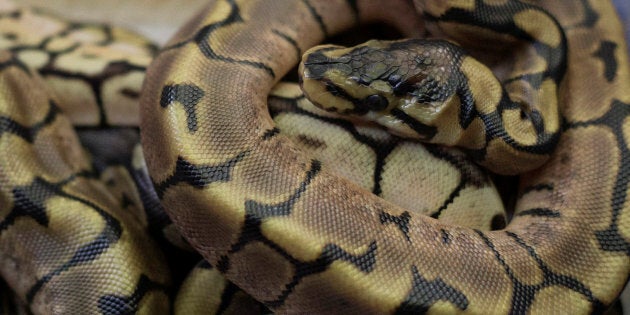 Six-Foot Ball Python Named Gypsy Goes Missing In Delta, B.C. | HuffPost ...