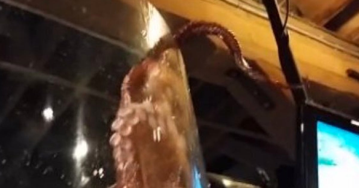 Octopus Tries To Escape Its Tank At Seattle Aquarium (VIDEO) | HuffPost ...