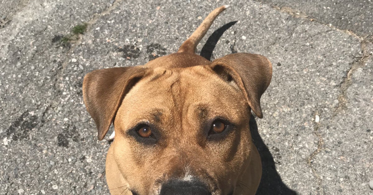 Distemper Forces Gander SPCA To Put Down Almost Every Dog In Its Care ...