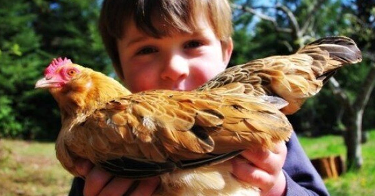 How Raising Chickens Made Me a Better Parent | HuffPost Parents
