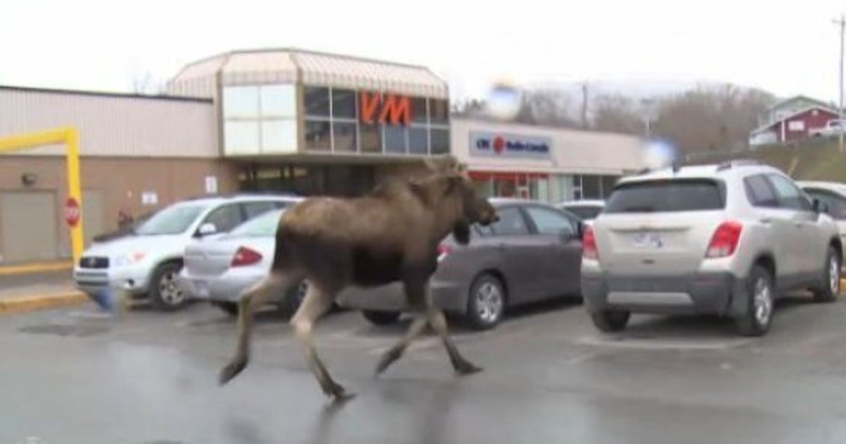 Moose Sends Corner Brook Cops On Very Canadian Police Chase | HuffPost News