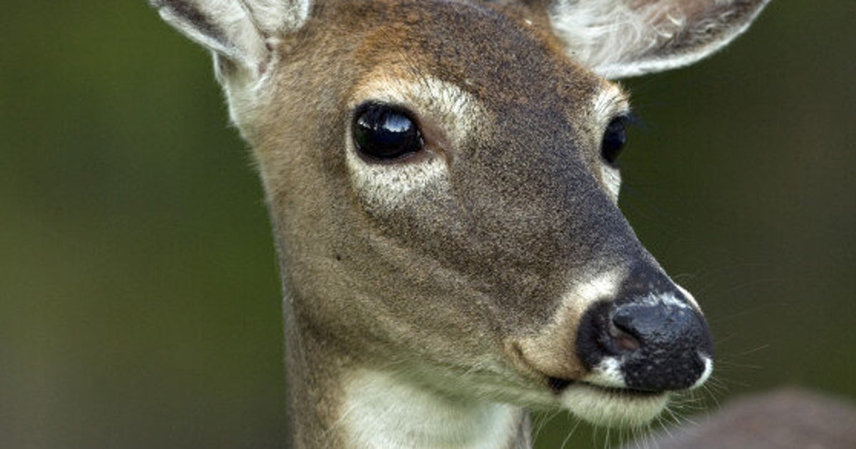 Deer Split In Half By Motorcycle On Ottawa Highway | HuffPost News