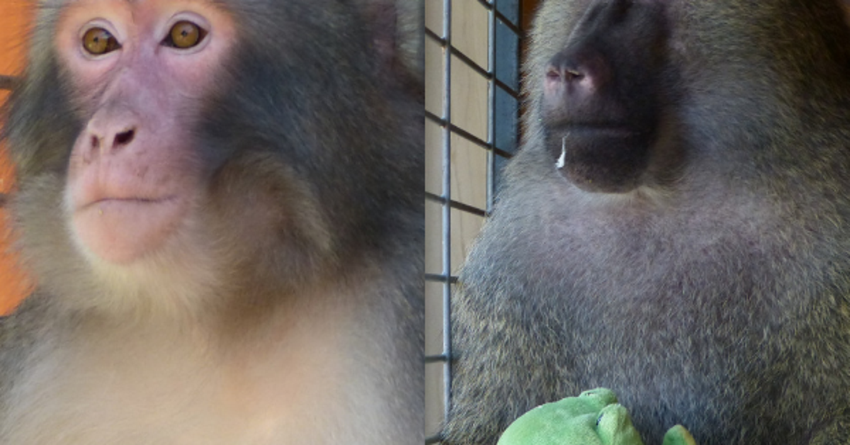 Darwin The Ikea Monkey Has A New Baboon 'Surrogate Dad' | HuffPost Life