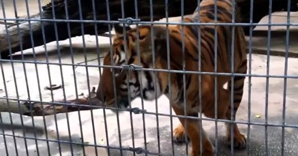 Mai, 3-Legged Tiger, Reportedly Bites The Hand That Tried To Pet Her ...