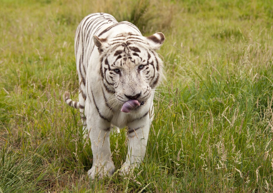 Mai, 3-Legged Tiger, Reportedly Bites The Hand That Tried To Pet Her ...