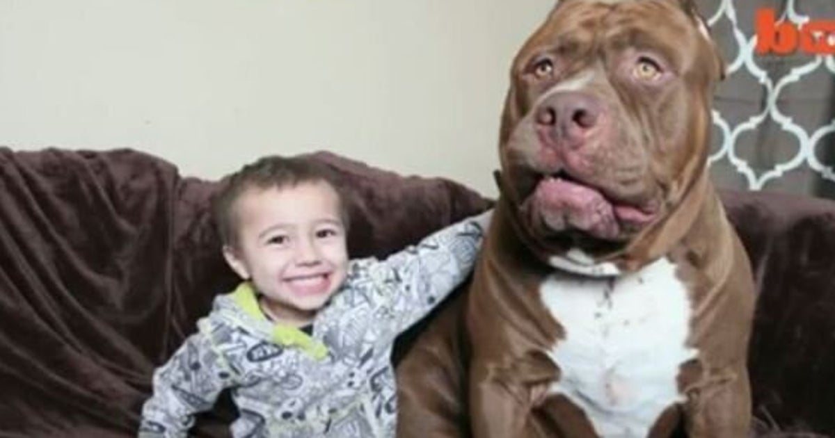 Hulk The Pit Bull Is 175 Pounds (VIDEO) | HuffPost Life