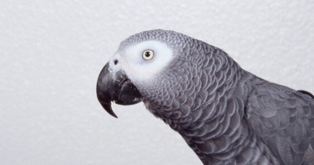 Parrot Witnessed Michigan Man's Murder, Parents Believe | HuffPost News