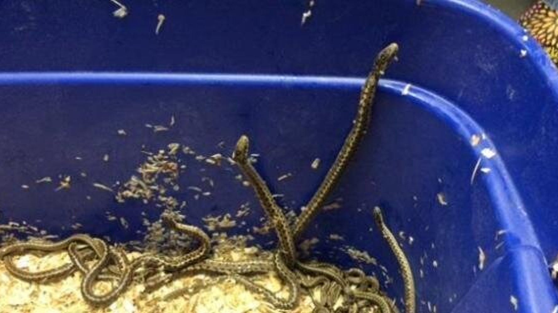 Hibernating Snake