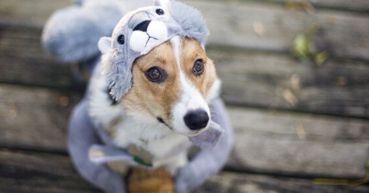 14 Dogs Who Got Caught Making Choices | HuffPost Life