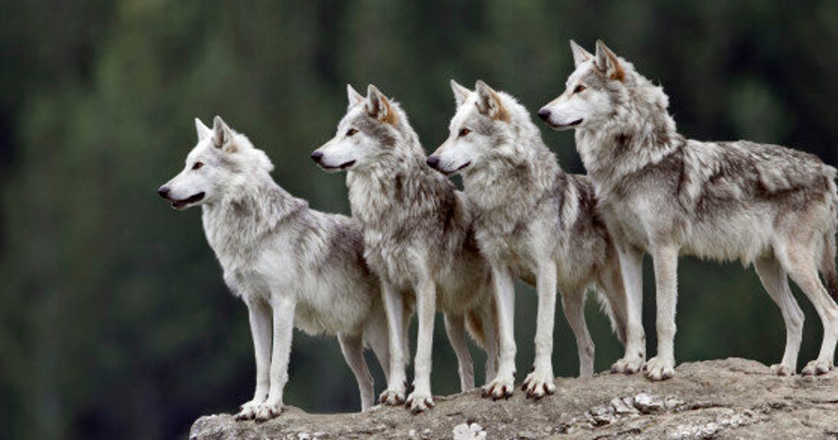 Stop the Brutal Slaughter of Wolves in Alberta and B.C. | HuffPost News