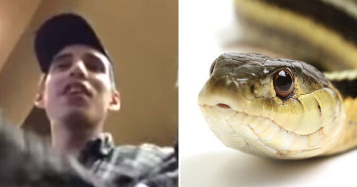 Tim Hortons Snake Throwing Was 'Stupid,' Pet Owner Admits In Bid To Win ...