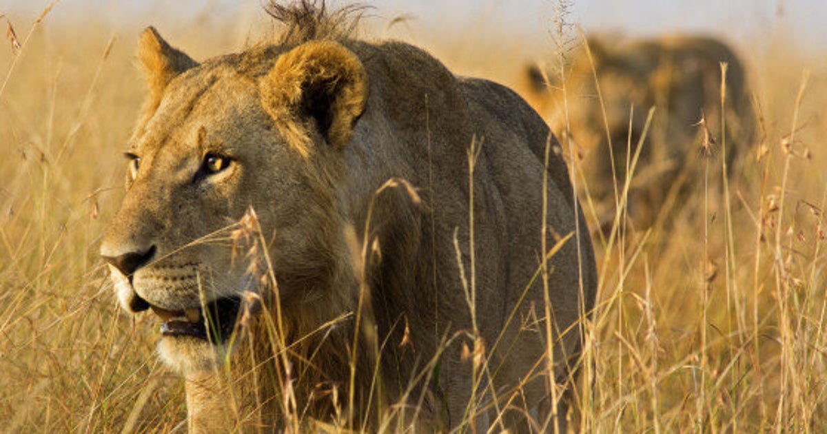 Anti-Hunting Activists Shouldn't Ban Your Saturday At A Hunting Show ...