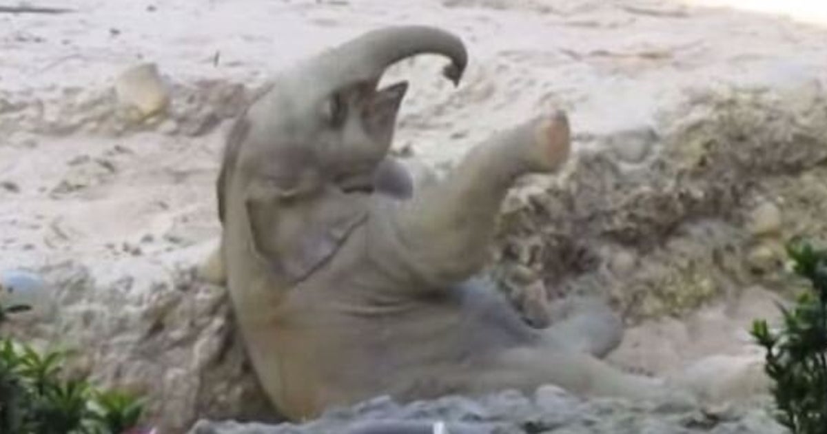 Baby Elephant's Fall And Rescue At Zoo Zurich Is The Only Pick-Me-Up ...