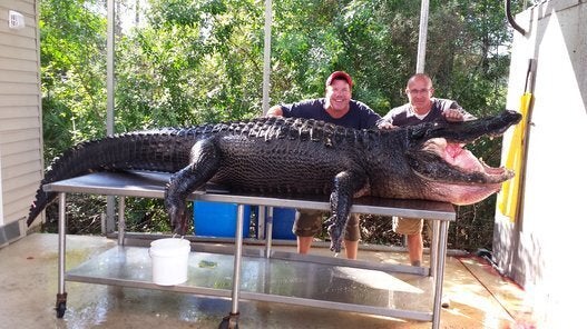 Enormous Gator Named Godzilla Shows Up At Texas Shopping Centre ...