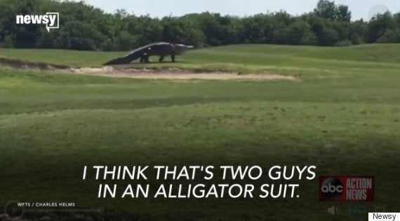 Florida Alligator Stuns Onlookers As It Strolls Through Golf Course ...