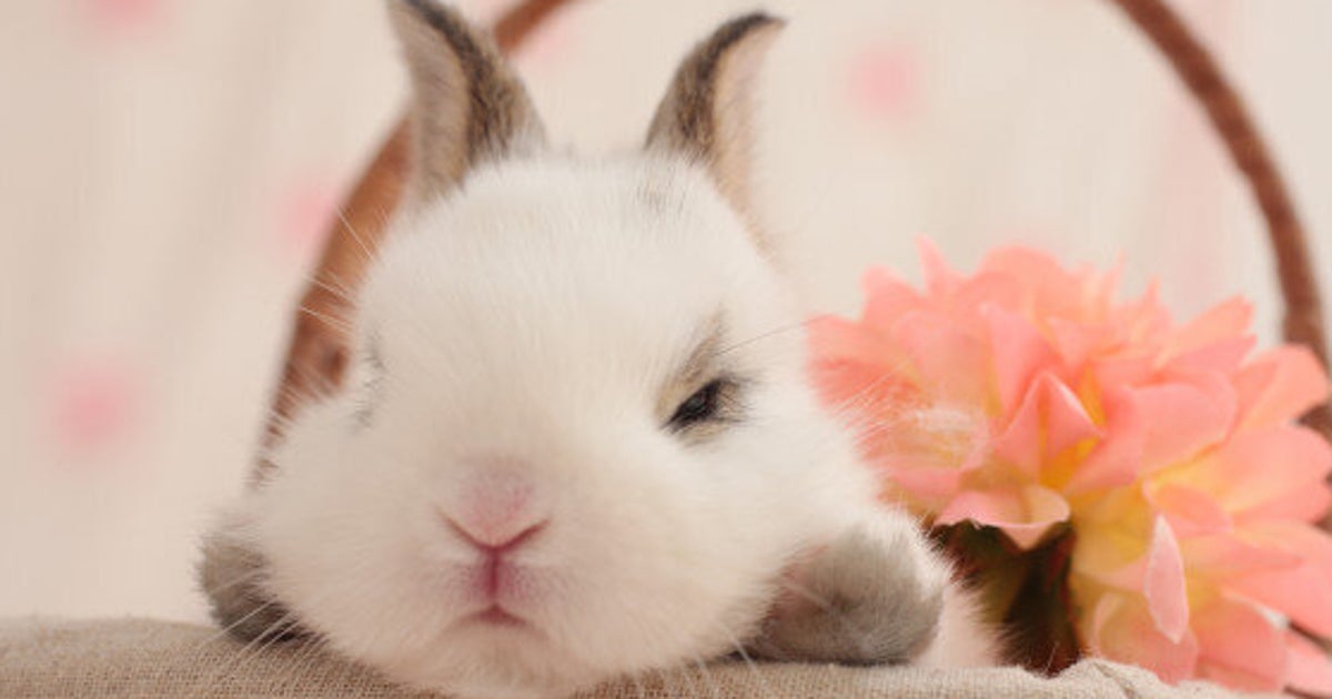 16 Grumpy Bunnies That Are Totally Over Easter | HuffPost Life