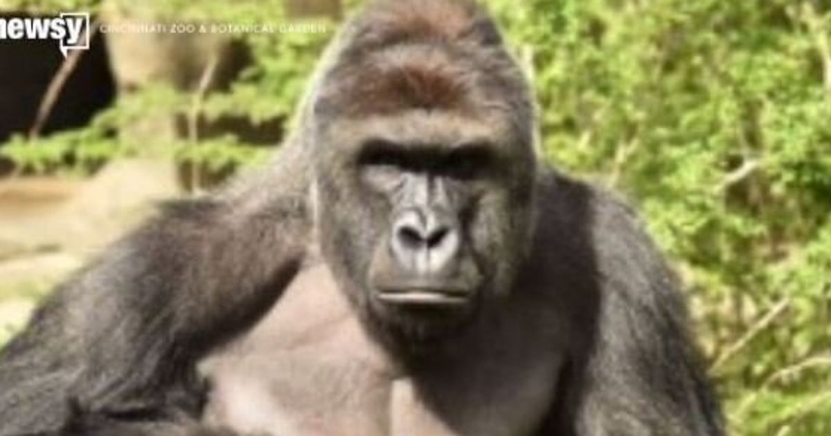 Harambe Petition Calls For Parents To Be Held Responsible For Gorilla's ...