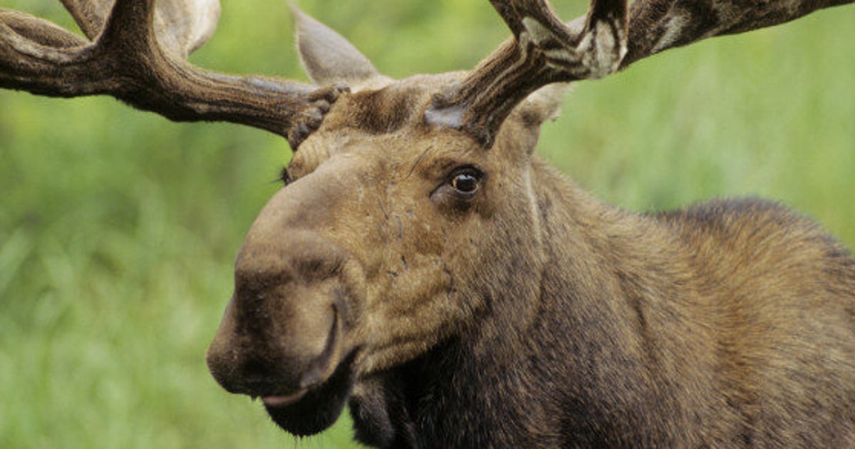 Moose Shot, Tasered, Tranquilized, Then Killed In Amherst, N.S ...