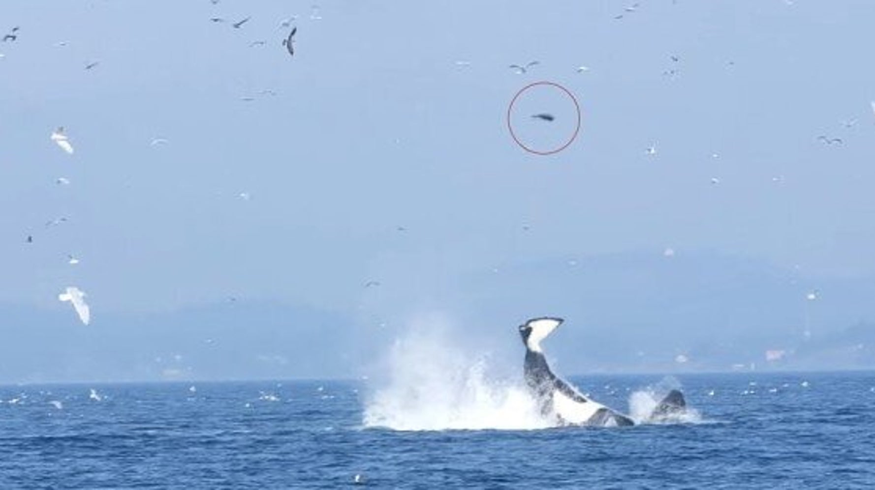 Killer Whale Attacks Seal