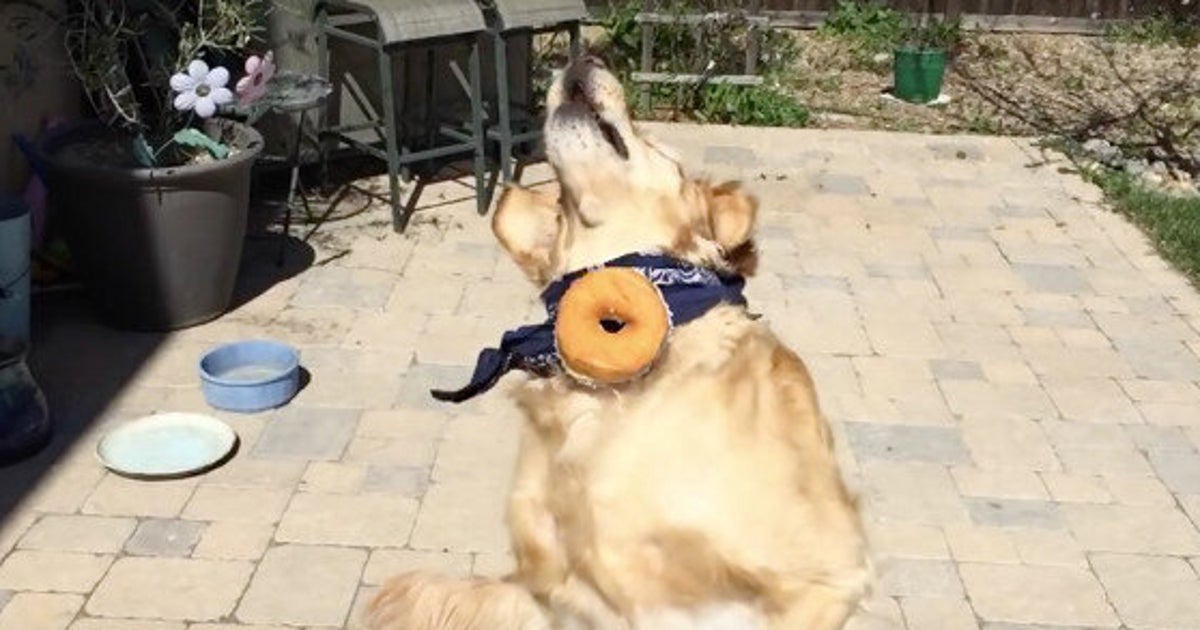 Fritz Trying To Catch Things Is The Resolution Video You Never Knew You ...