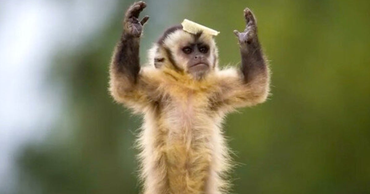 The 'Most Captivating' Animals Photos Of 2015, According To Reuters ...