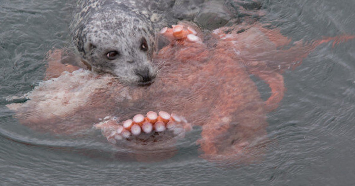 Seal Fights Octopus At Ogden Point In Victoria, B.C. (PHOTOS ...
